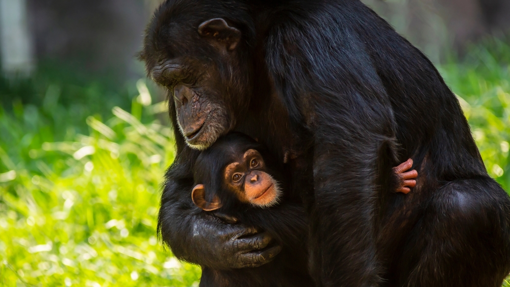 VIDEO: Mother Of The Year Could Go To Mother Chimp Who Takes Care Of ...