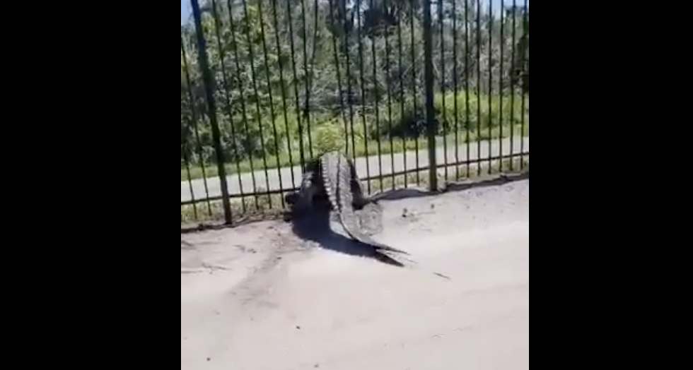 WATCH: Massive Gator Obliterates Metal Fence With Ease